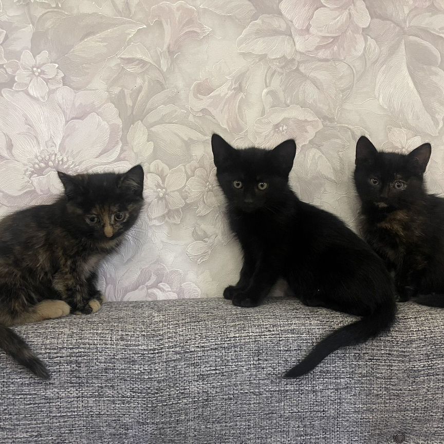 Отдам котят 2 мес