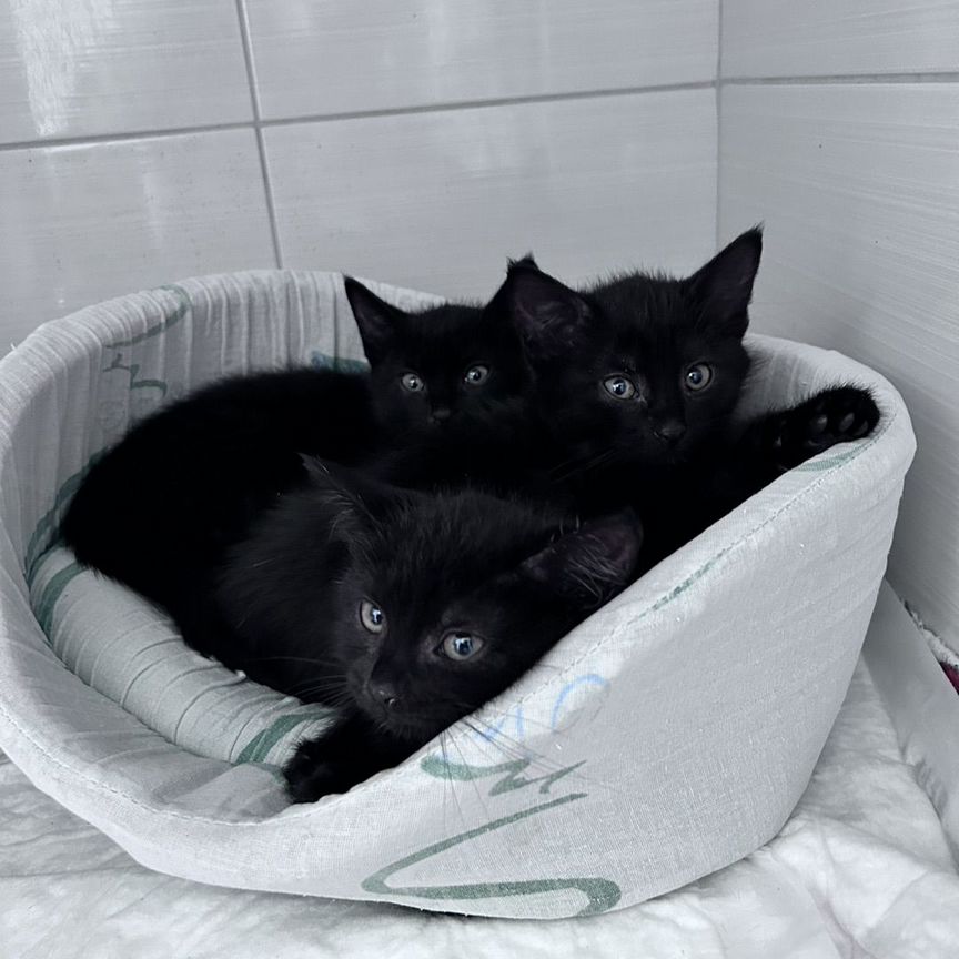 Черные котята