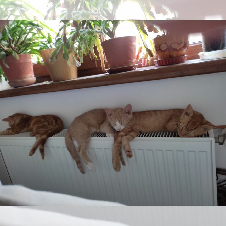 Рыжий котик в добрые руки