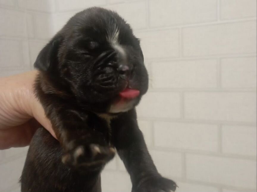 Щенки немецкого боксера