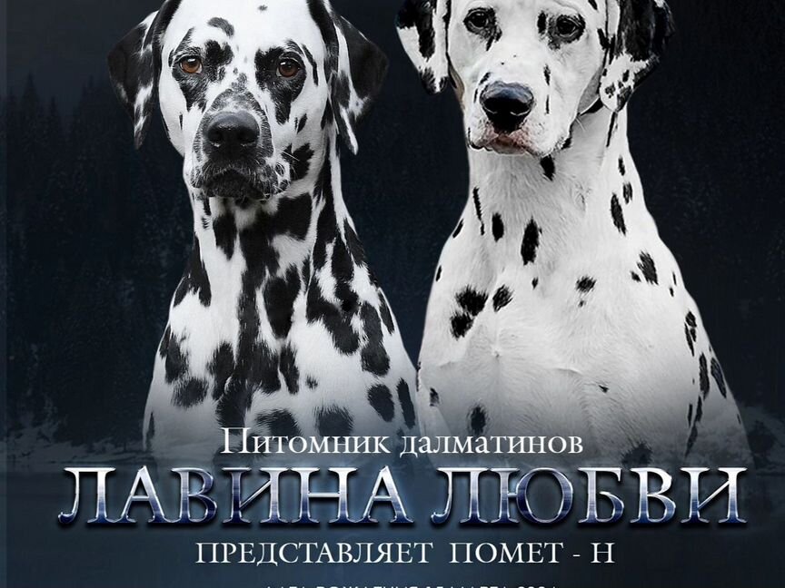 Щенки далматина из питомника РКФ, кобели