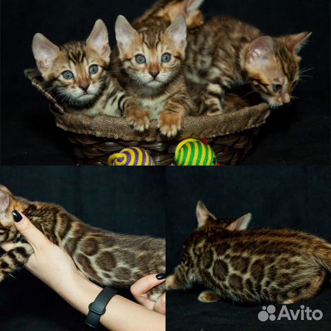 Бенгальские котята