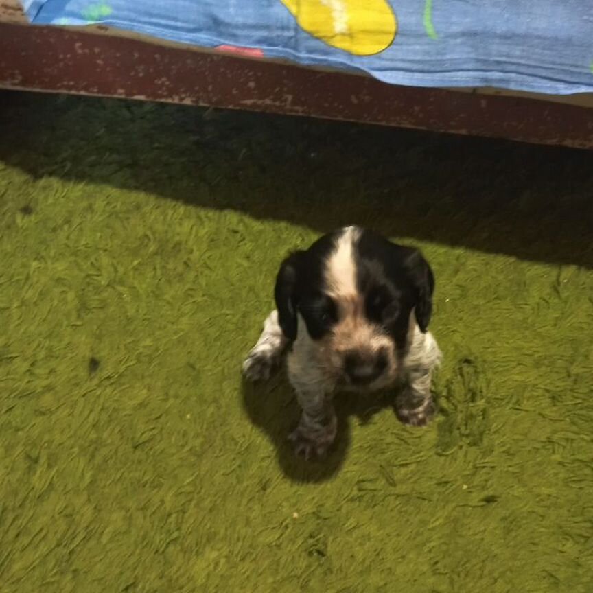 Щенок русской охотничий спаниели