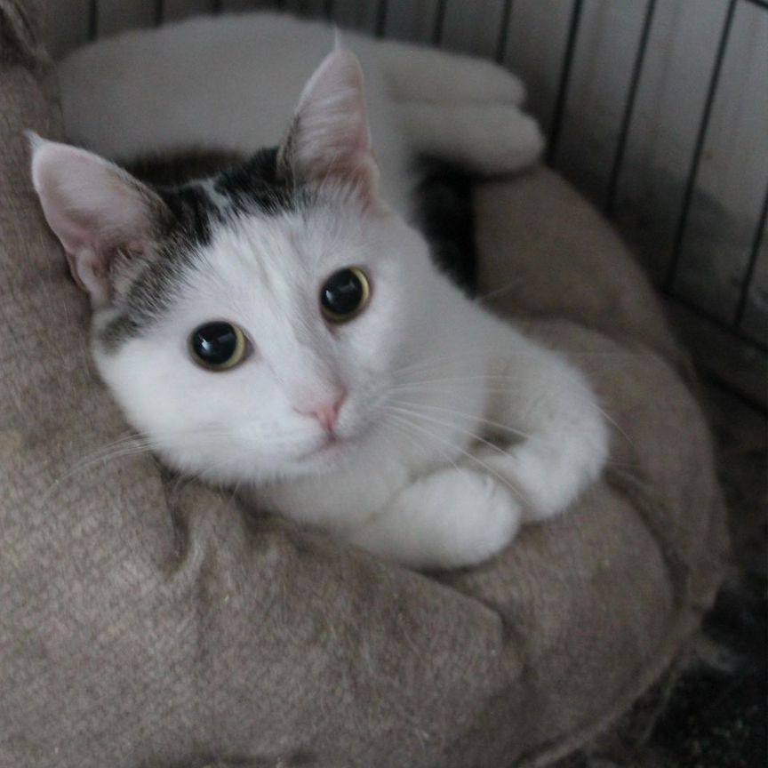 Ищем дом для котика