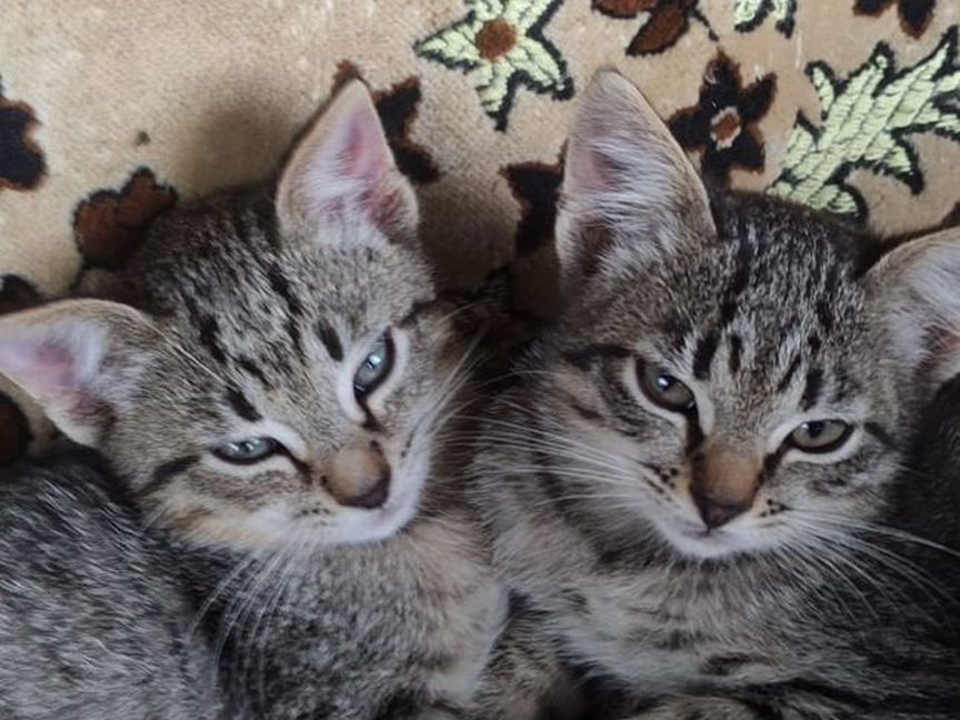 Котята метис бесплатно