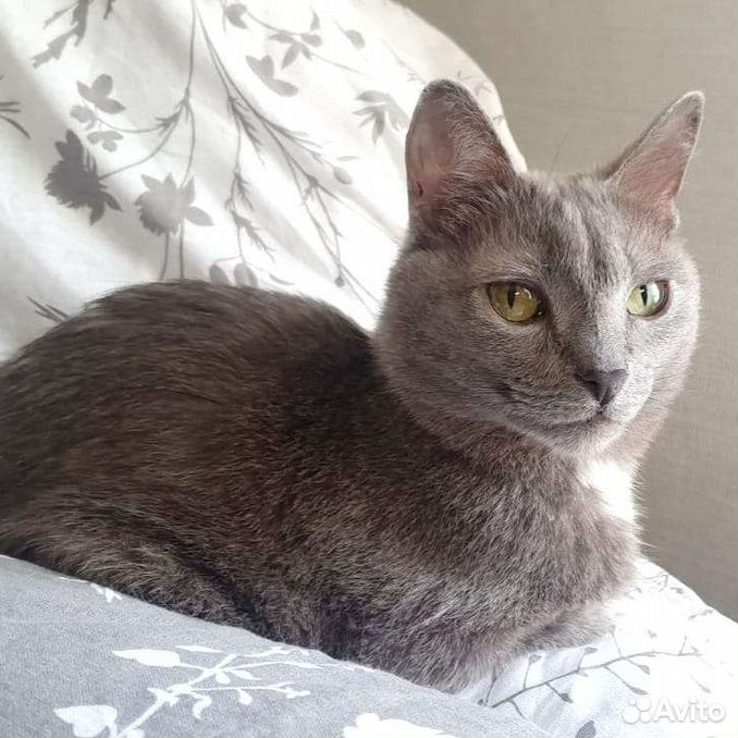 Кошечка Аля ищет дом