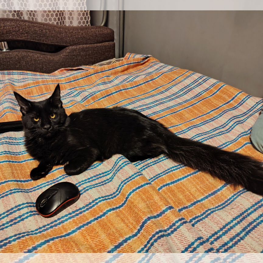 Мейн-кун котёнок