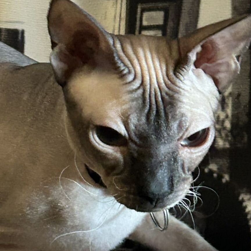 Канадский сфинкс, взрослая кошка