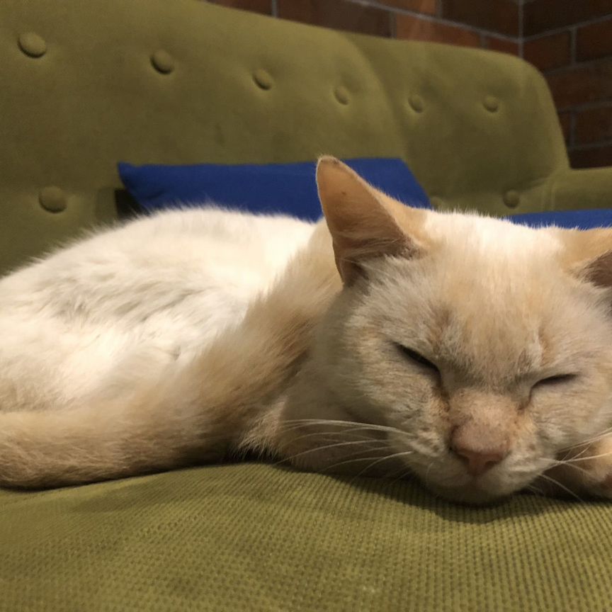 Красивого кота, в любящие заботливые руки