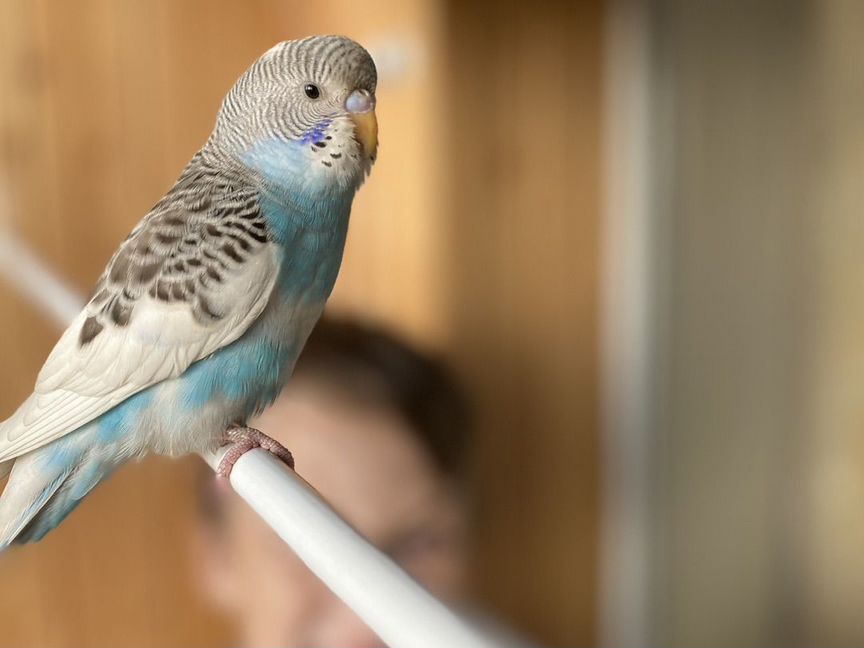 Волнистый попугай