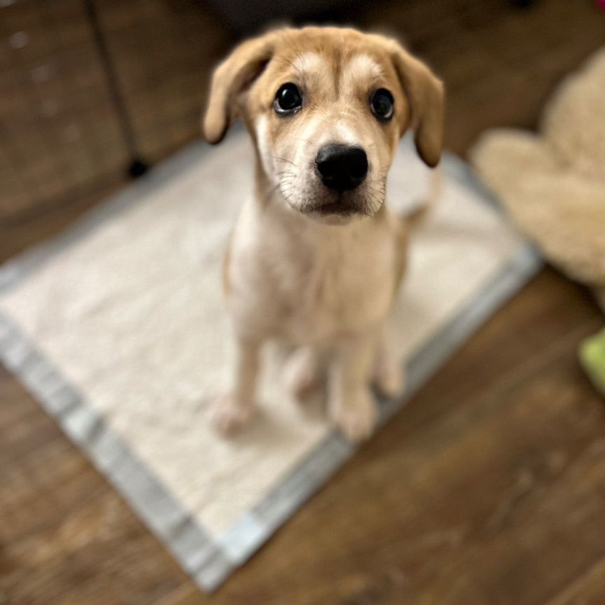 Щенок в добрые руки