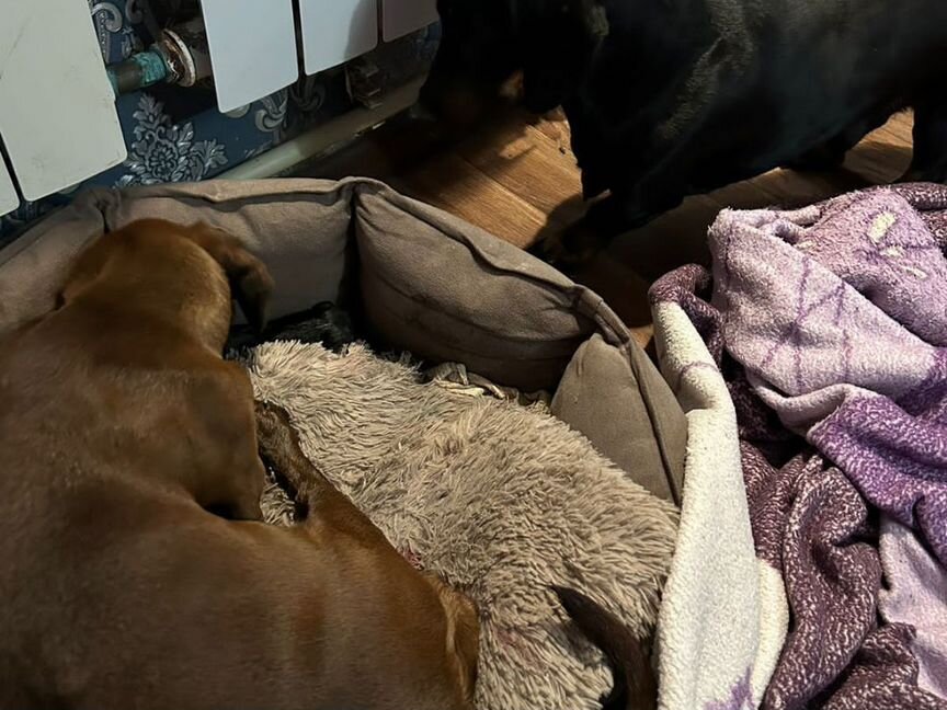 Маленькая собака