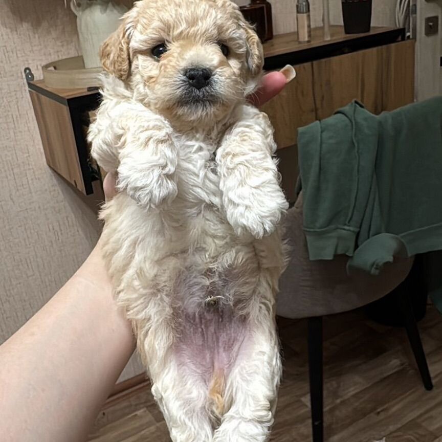 Щенки мальтипу