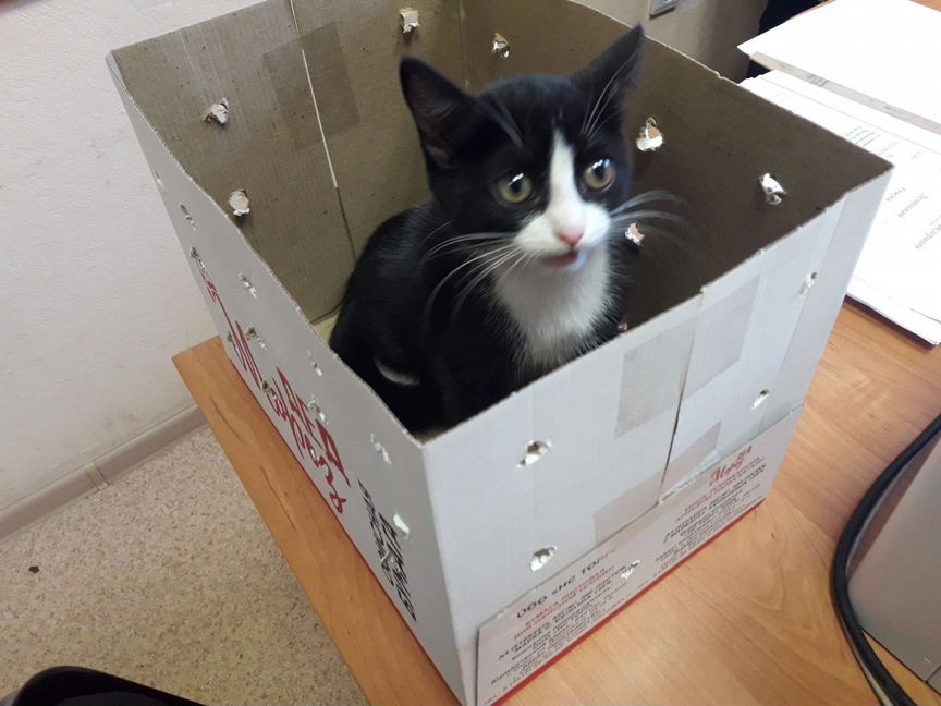 Хороший котёночек