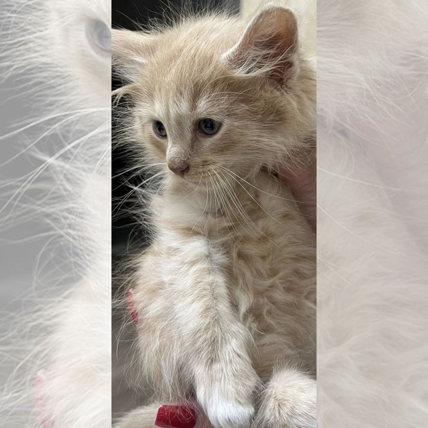 Котёнок в добрые руки