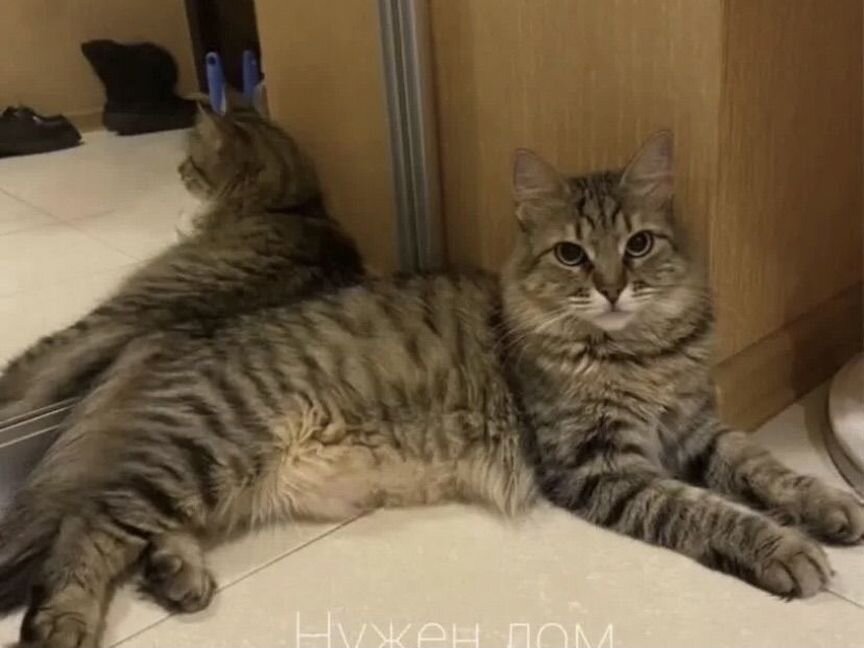 Спасенный котенок в добрые руки