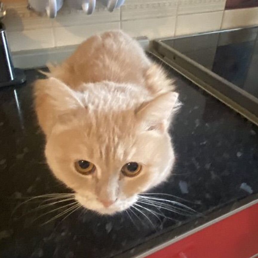 Шотландский прямоухий кот