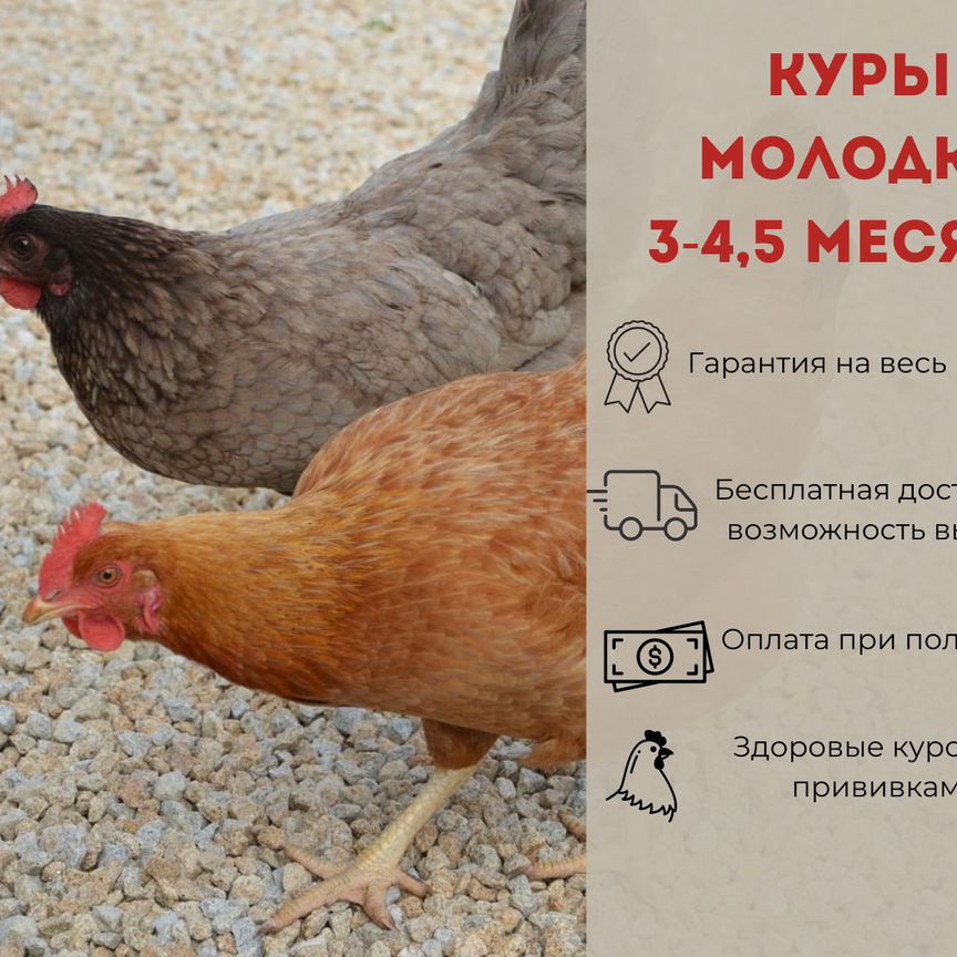 Куры и петушки