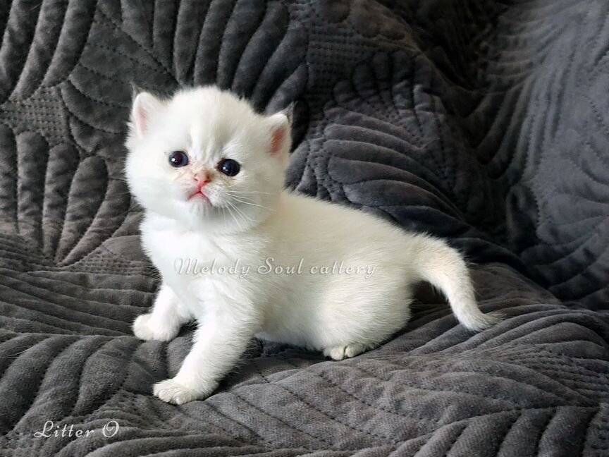 Шотландский мальчик колорная золотая шиншилла