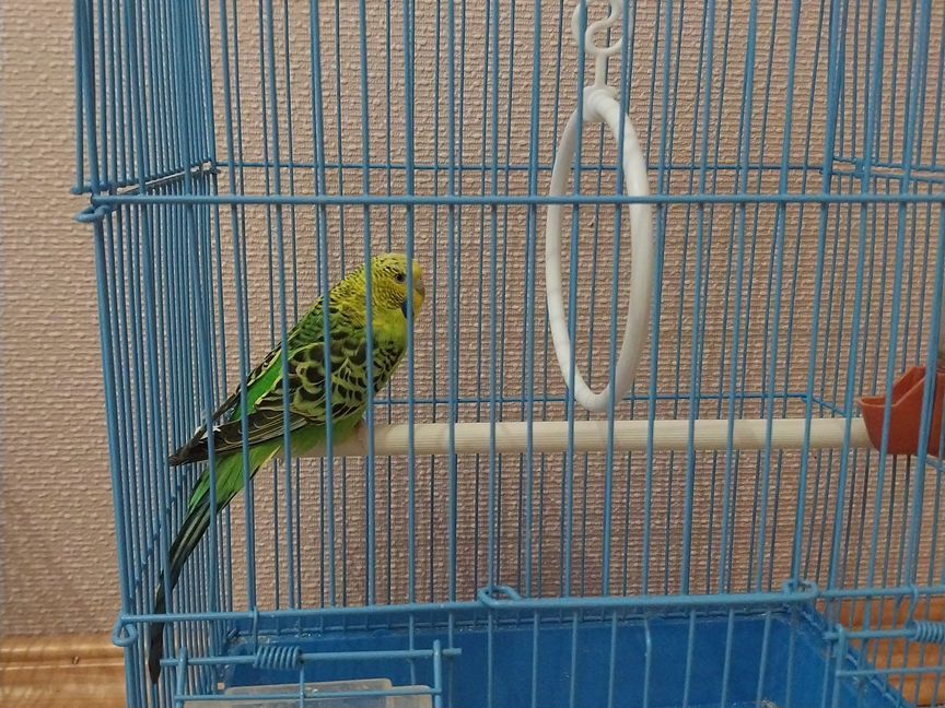Бронь Волнистый попугай с клеткой девочка 1.5 года