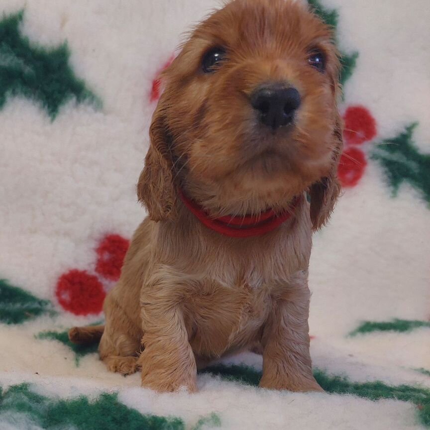 Щенок английского кокер спаниеля