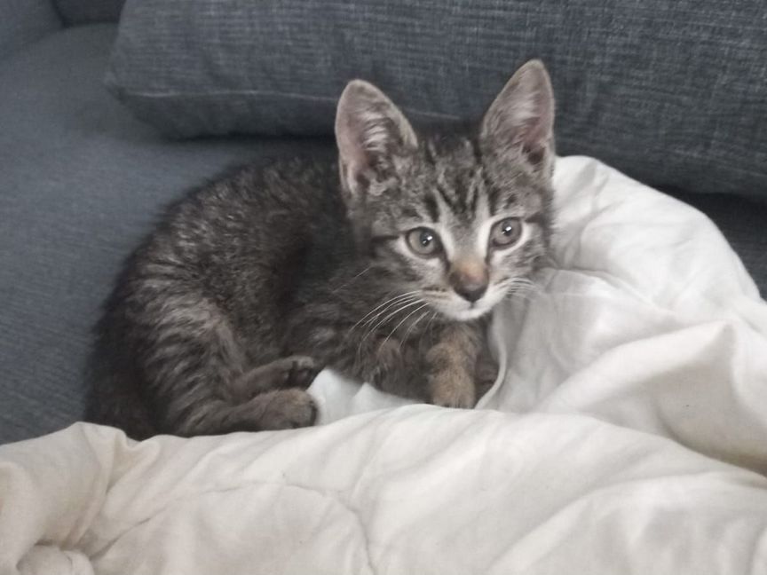 Котята, девочки, 1.5 месяца, лоток без промохов