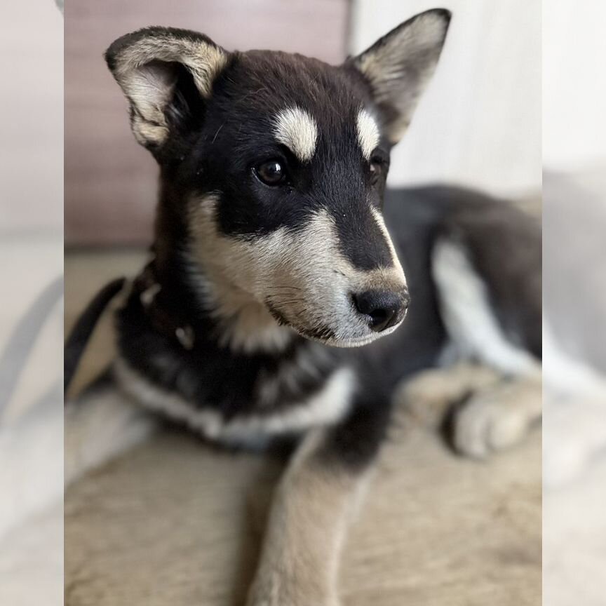 Щенок в добрые руки