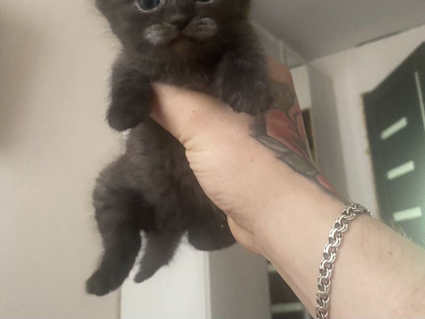 Шотландские вислоухие котята