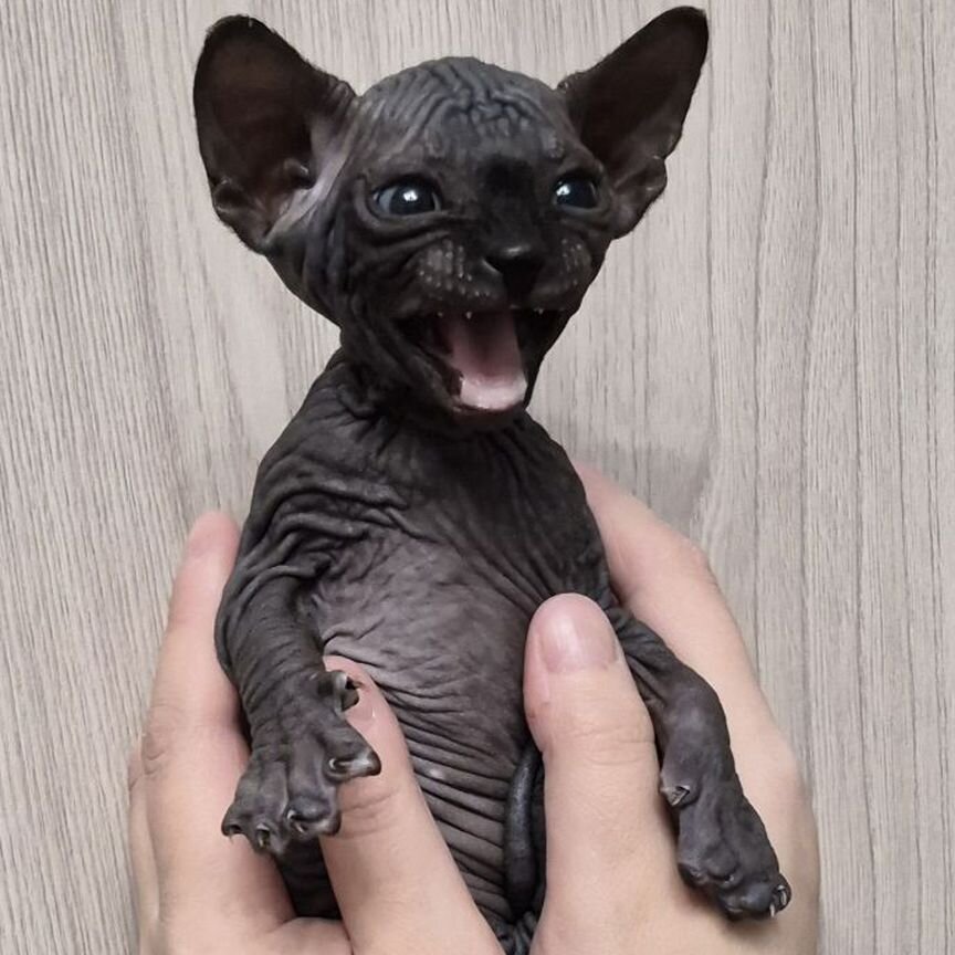 Канадский сфинкс котёнок