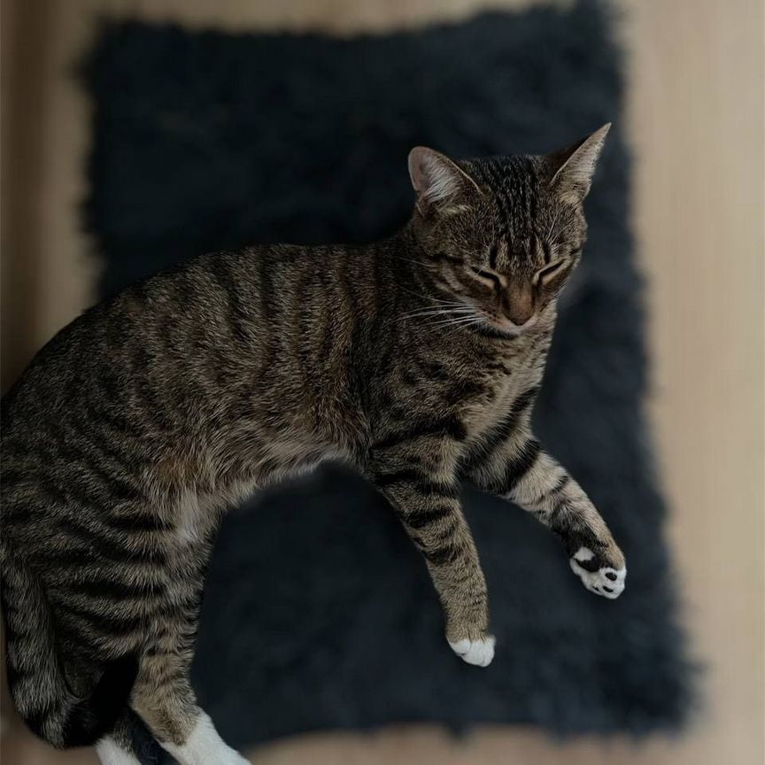 Коты в добрые руки