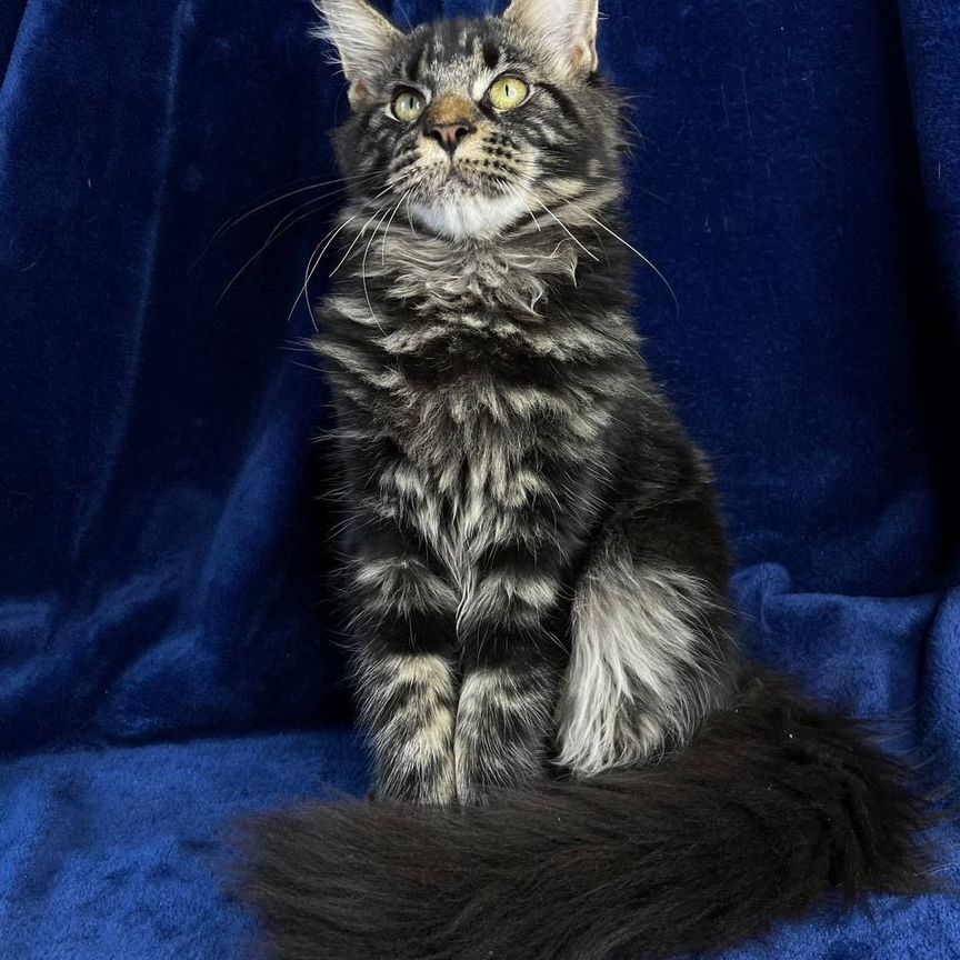 Мейн-кун черный тигр