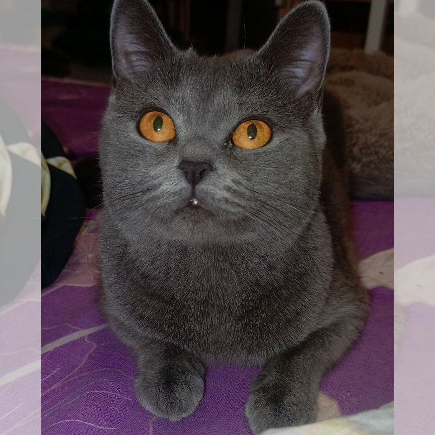 Британская короткошёрстная кошка, вязка