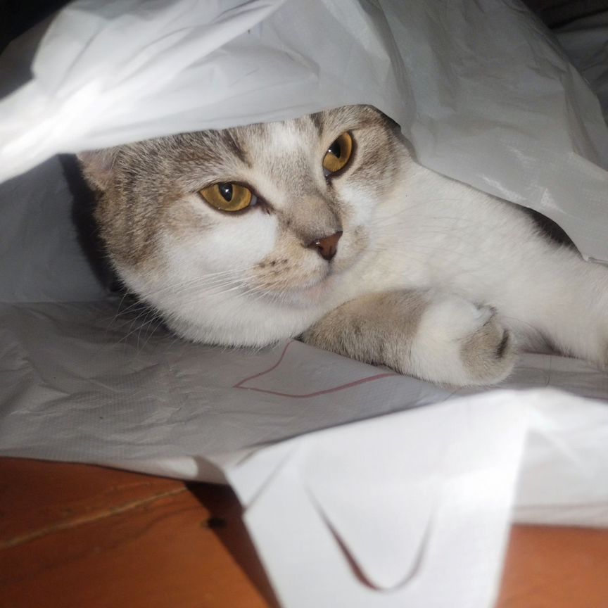 Кошка шотланка вислоухая