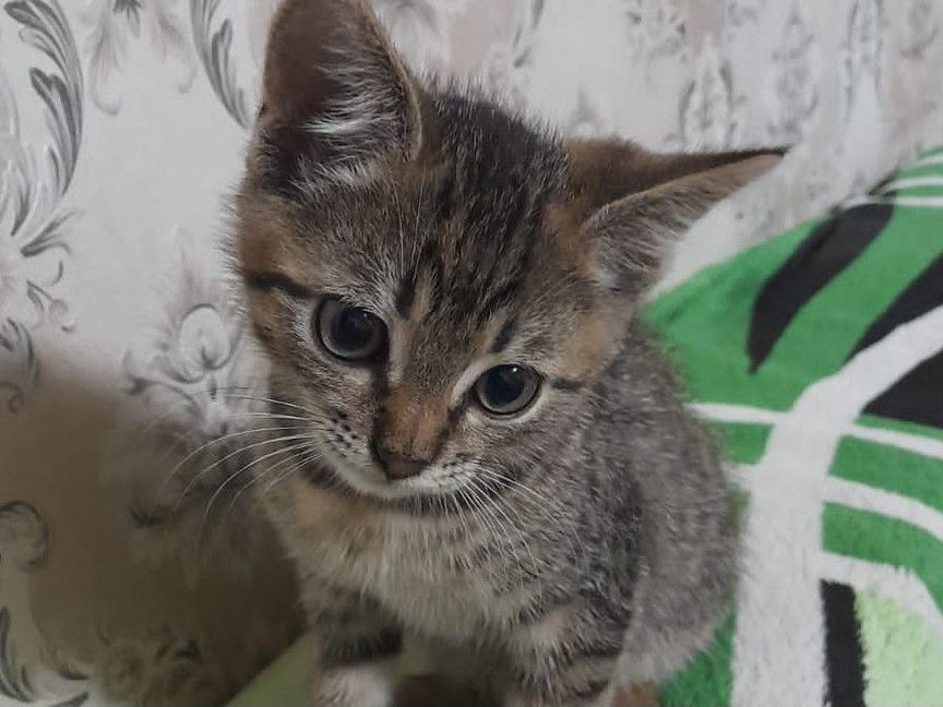 Котенок Мусик