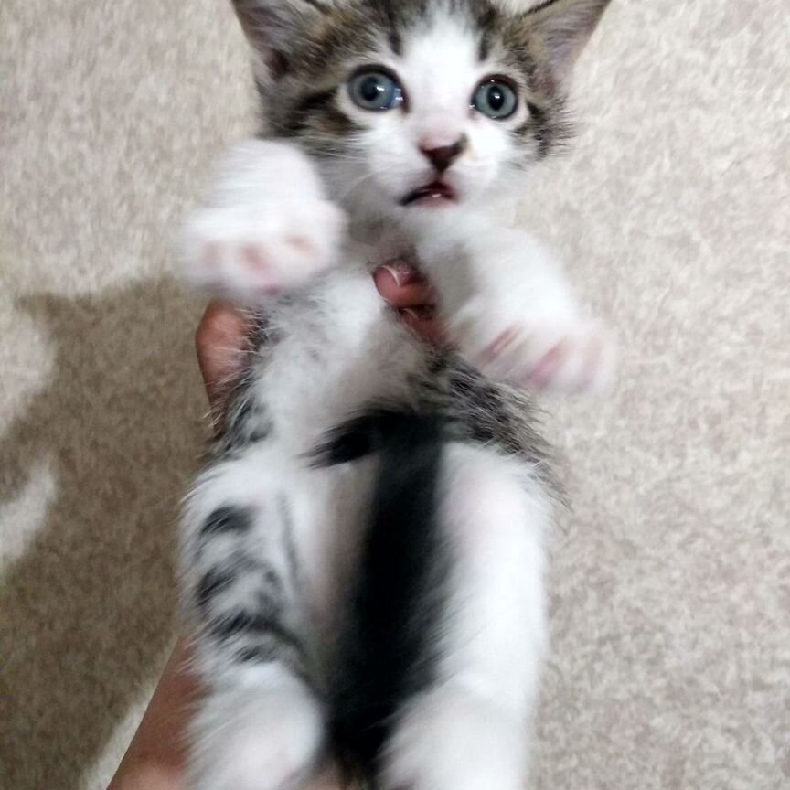 Котенок.Полосатый мальчик