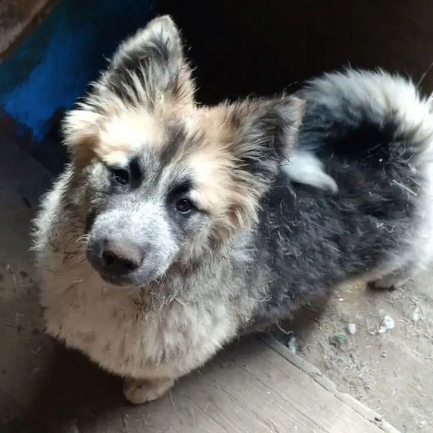 Щенок в добрые руки