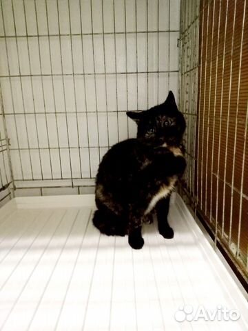 Кошечка хочет в семью