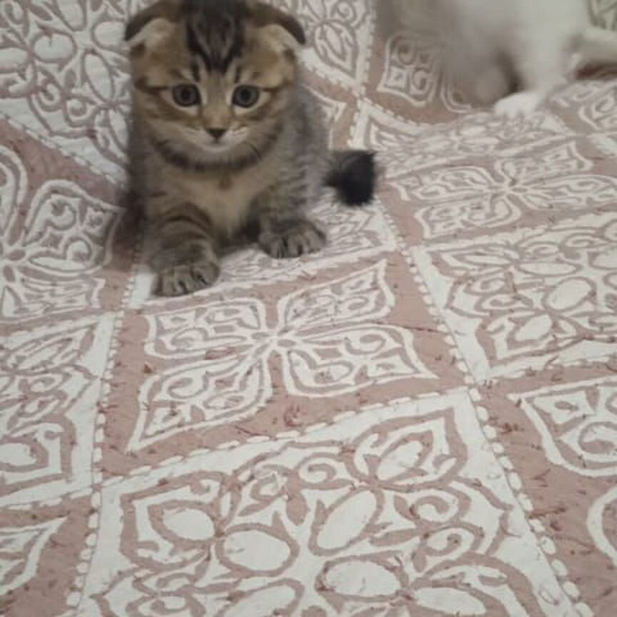 Шотландская