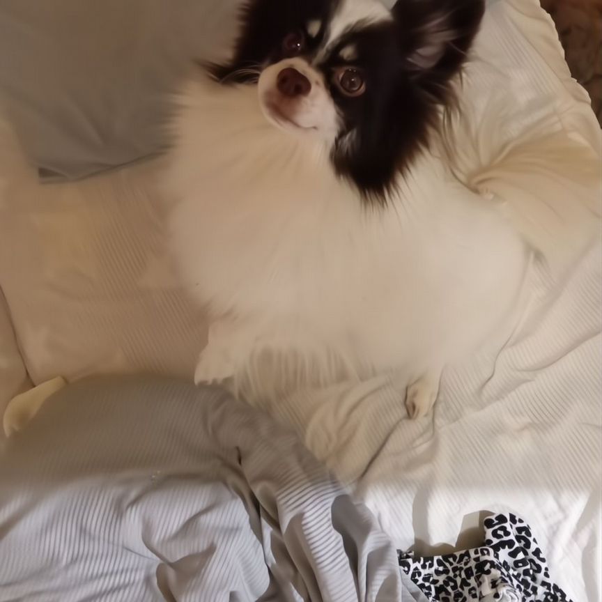 Немецкий шпиц, взрослая собака