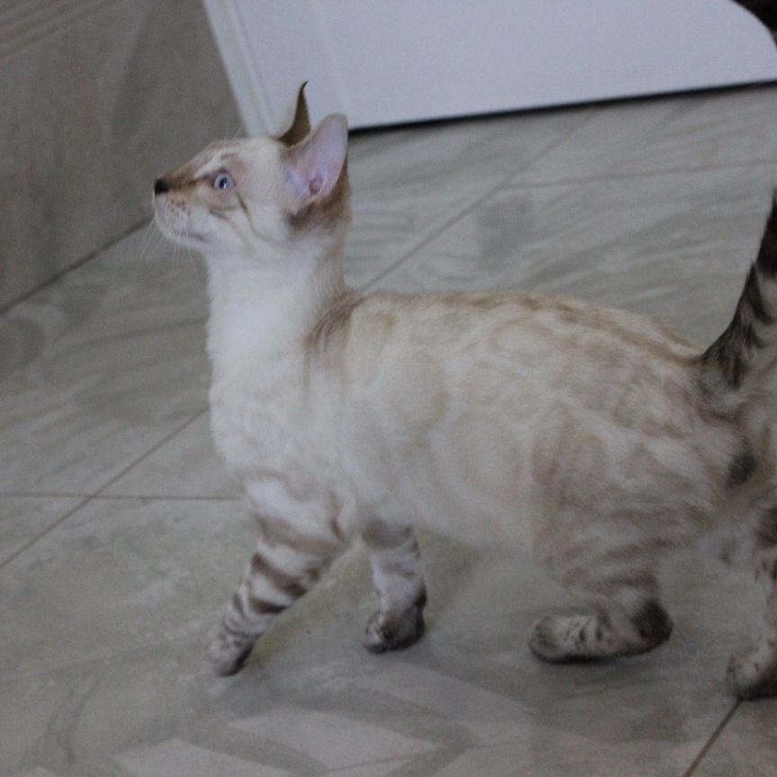 Бенгальские котята бесплатно