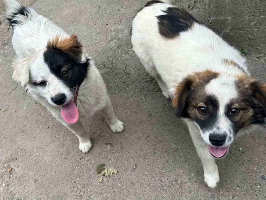 Две девочки больше не нужны 7 мес