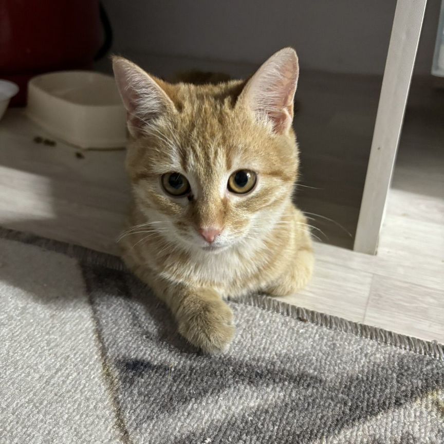 Отдам котенка в добрые руки