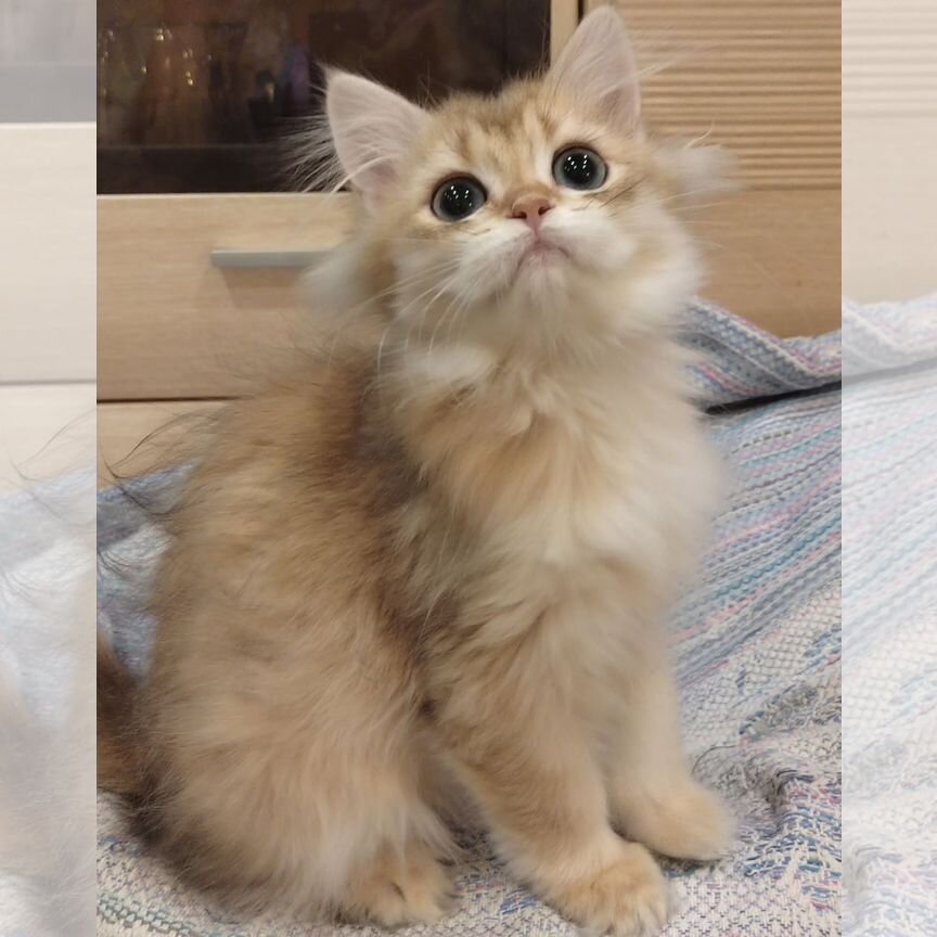 Британский длинношёрстный котёнок