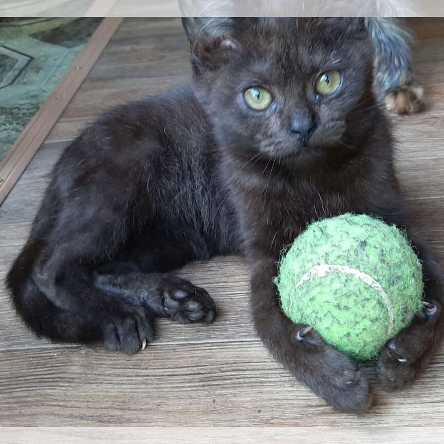 Милейший котик чёрно-шоколадный 3 мес,бесёнок