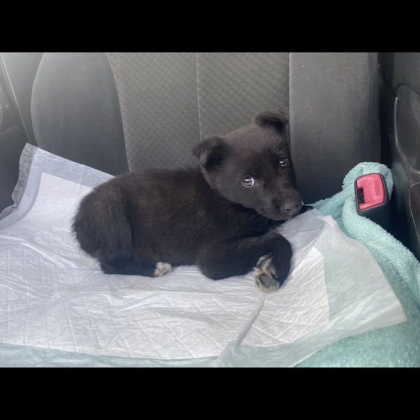 Отдвс в днбрые руки