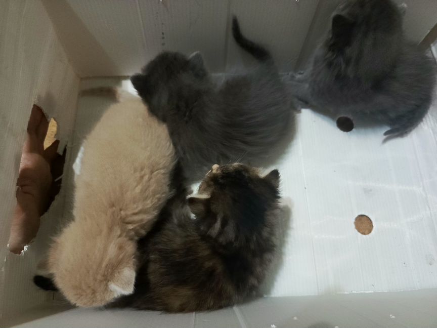 Котята в добрые руки