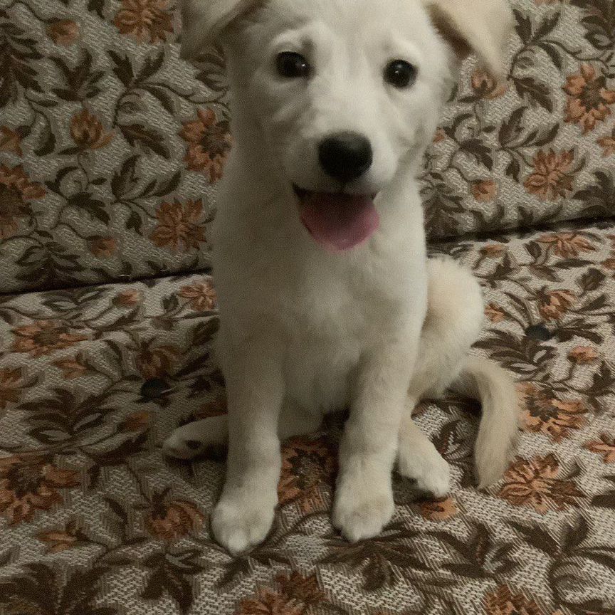 Собачка Белка, подкидыш