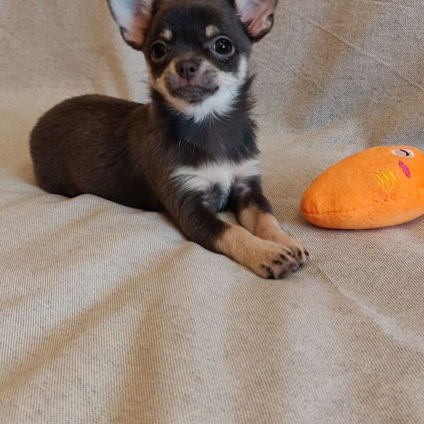 Девочки чихуахуа