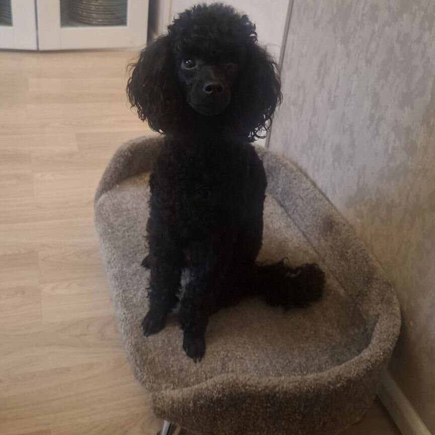 Той-пудель, щенок