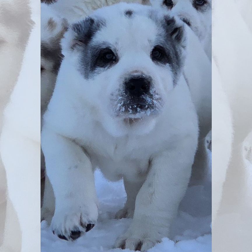 Среднеазиатская овчарка, щенок